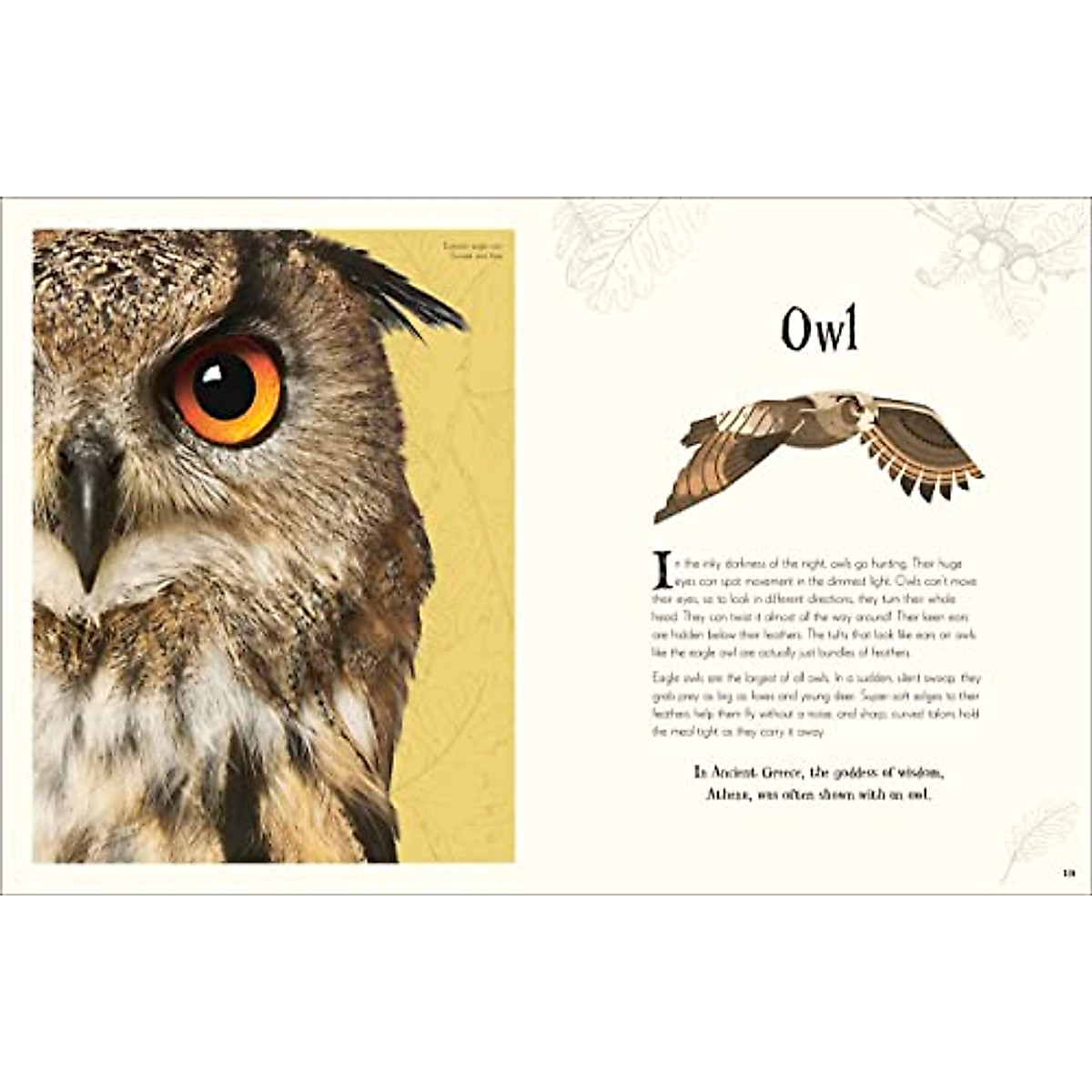 An Anthology of Intriguing Animals (DK Children's Anthologies)