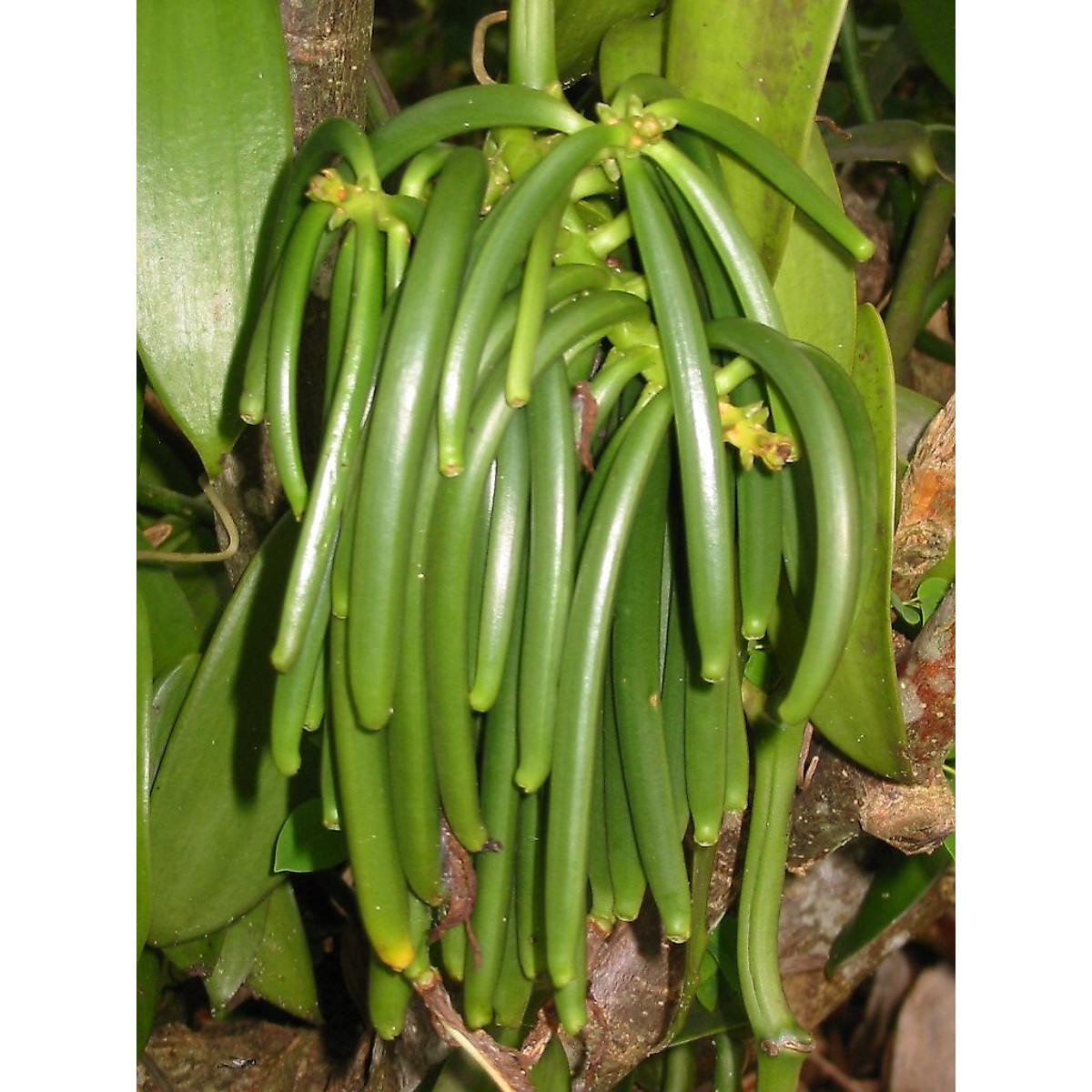 25 Tahitian Extract Grade B Vanilla Beans 4~6" by Vanilla Products USA