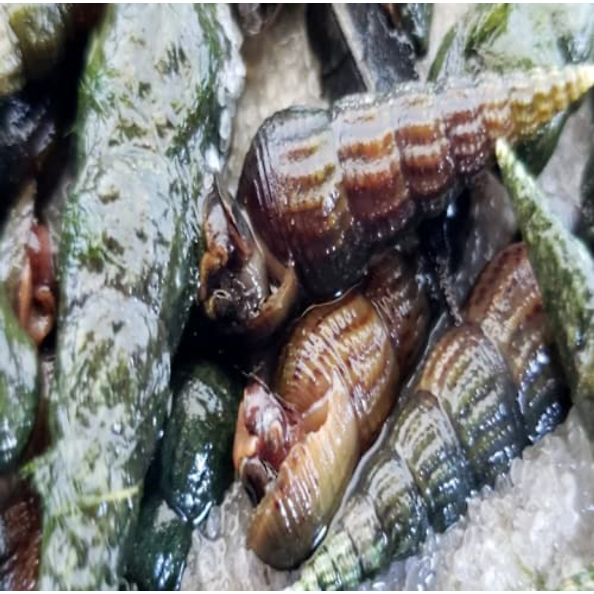 Live Mosquitofish Trumpet Snails Freshwater Aquarium Pond Crayfish Craydad Feeders Fish Food Combo Value Pack