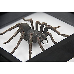 Real Giant Bird Eating Tarantula EURYPEIMA SPINCRUS Spider Taxidermy Transparent Boxed Display (Glass Background Black Frame)
