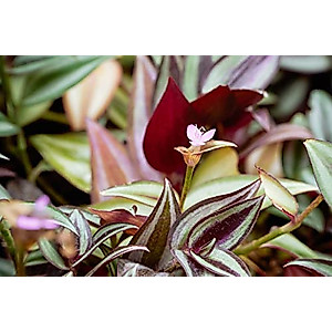 Yunaksea 35 Purple Wandering Jew Cuttings for Growing Indoor, 6 Inc to 8 Inc Tall, Ornaments Perennial Garden Simple to Grow Pot