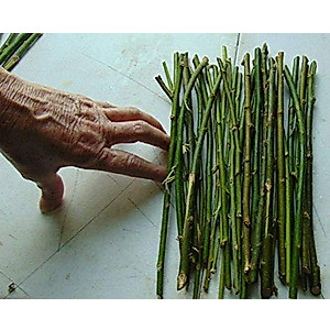 20 Thin Hybrid Willow Trees - Pencil Sizer or Smaller - Grow 20 Trees