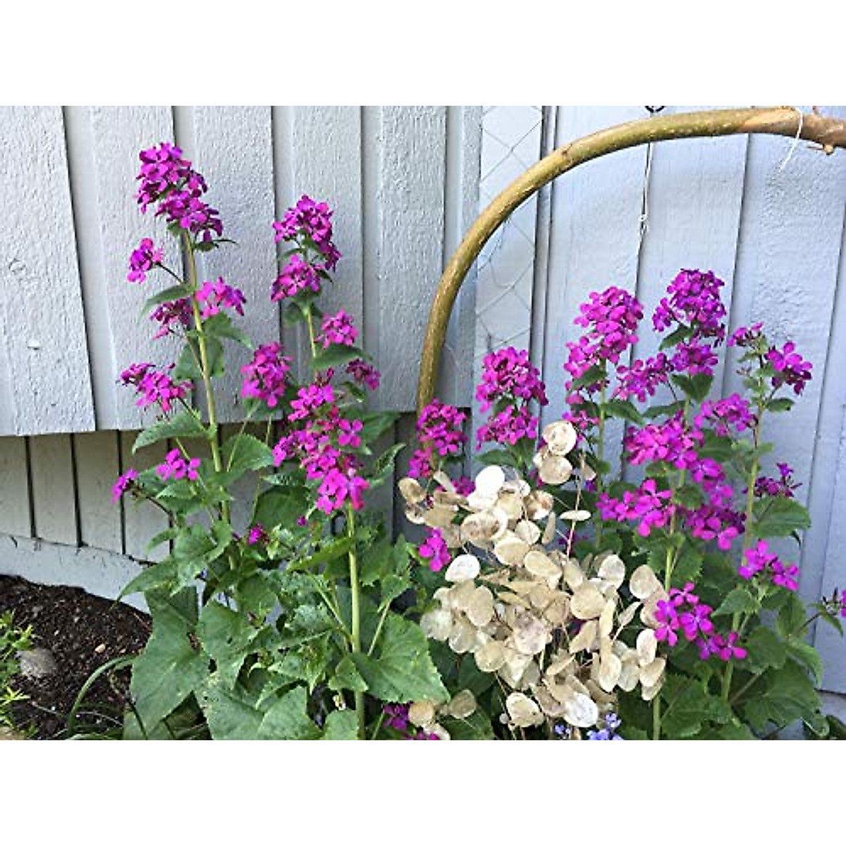 Gaea's Blessing Seeds - Honesty Seeds - Non-GMO Seeds with Easy to Follow Planting Instructions, Annual Honesty, Moonwort, Money Plant, Silver Dollar Plant, Lunaria Annua, 90% Germination Rate