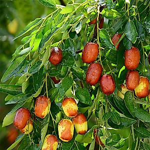 CHUXAY GARDEN Ziziphus Mauritiana-Indian Jujube,Indian Plum,Chinese Date,Chinese Apple Dunks 10 Seeds Tropical Fruit Tree Gardening Gifts Survival Gear Fruit Seeds Low-Maintenance