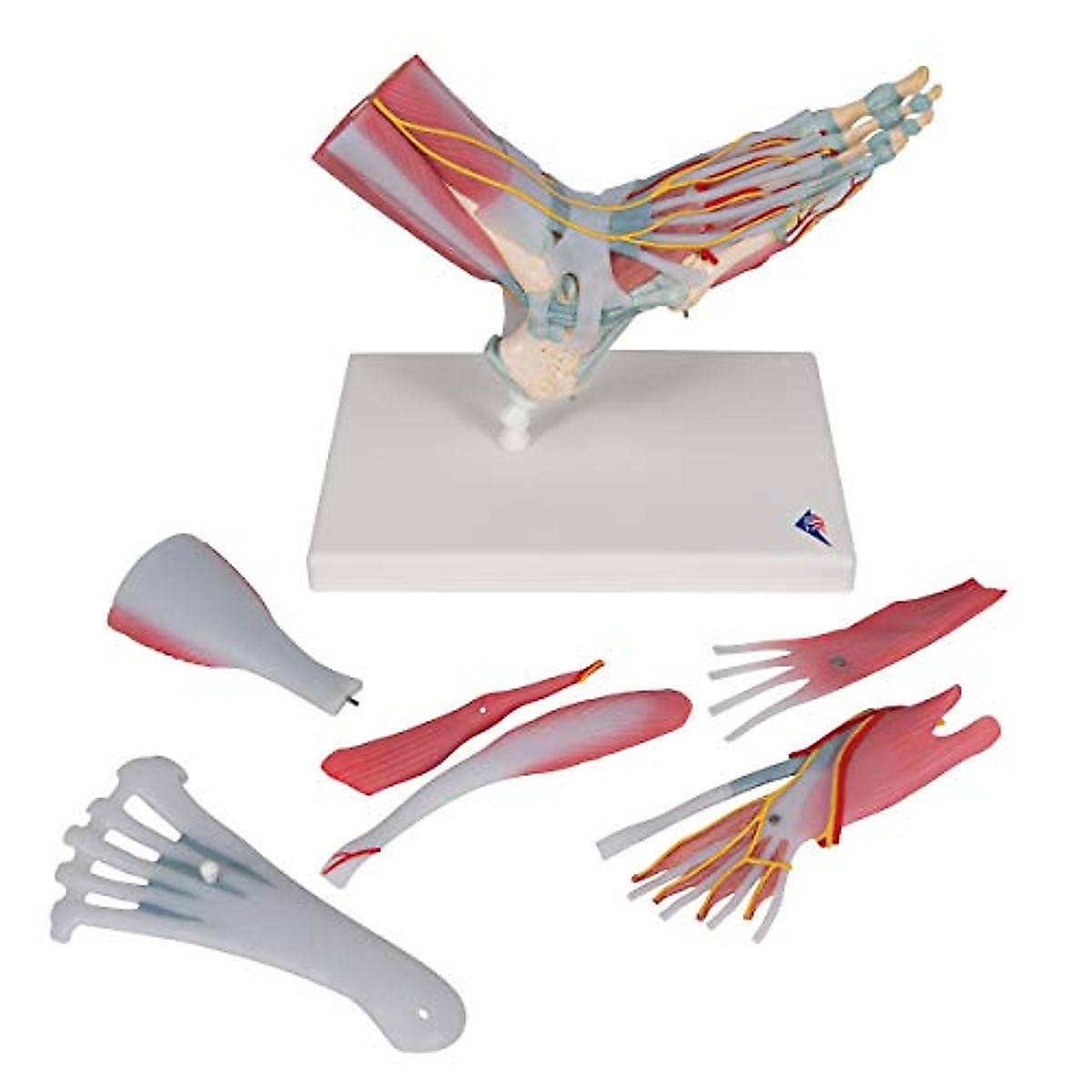 3B Scientific M34/1 Foot Skeleton w/ Ligaments and Muscles - 3B Smart Anatomy