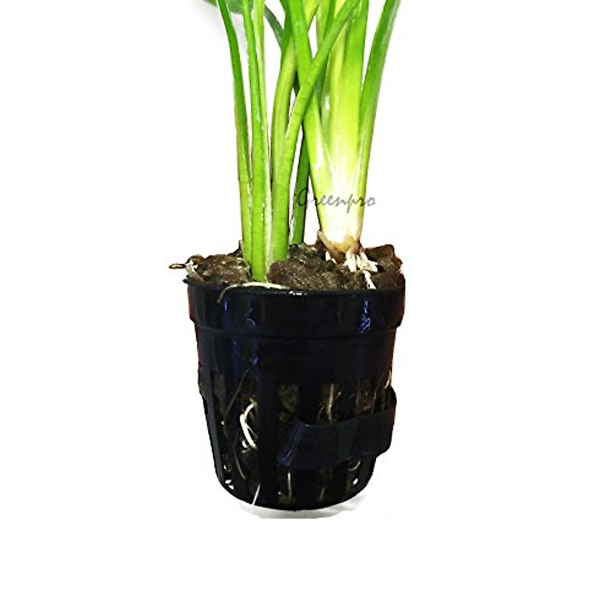 Echinodorus Bleheri | Amazon Sword Paniculatus Potted Live Aquarium Plants for Aquatic Freshwater Fish Tank by Greenpro