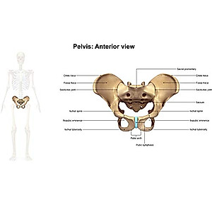 SAMSONITE, Extra Soft Support, Ergonomic Seat Cushion with 100% Pure Memory Foam, Perfect for Car and Office Chair