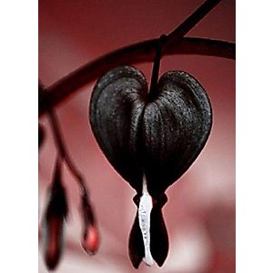 Seeds - 25 Black Bleeding Heart Seeds Flowers Perennial Shade Flower Seed, Flowering Seeds