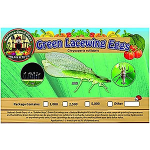 NaturesGoodGuys - Green Lacewing Eggs (2500 Eggs)