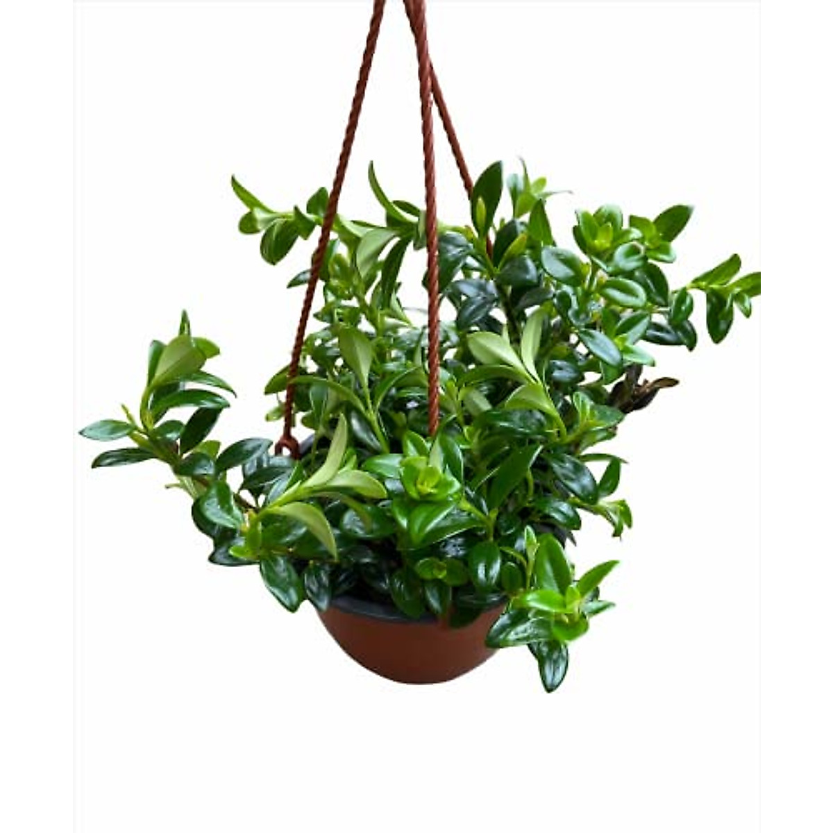 JM BAMBOO Goldfish Plant 6inch Hanging Pot -Profuse Bloomer Plant