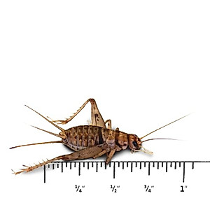 Josh's Frogs 3/4"" Banded Crickets (1000 Count)