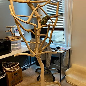 Exoticdad Parrot Stand - Reptile Birds Perches For Parrots - Wood Perches Stand For Parrot - Uniquely Sanded ,Custom Made Designed For Parrots, Cockatoo, Parakeets- 2ft x 3ft Base and 5.5-6ft Height