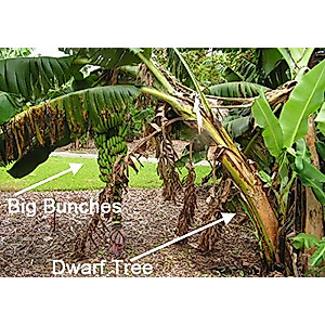 Grand Nain Chiquita Banana Tree - Live Dwarf Banana Plant