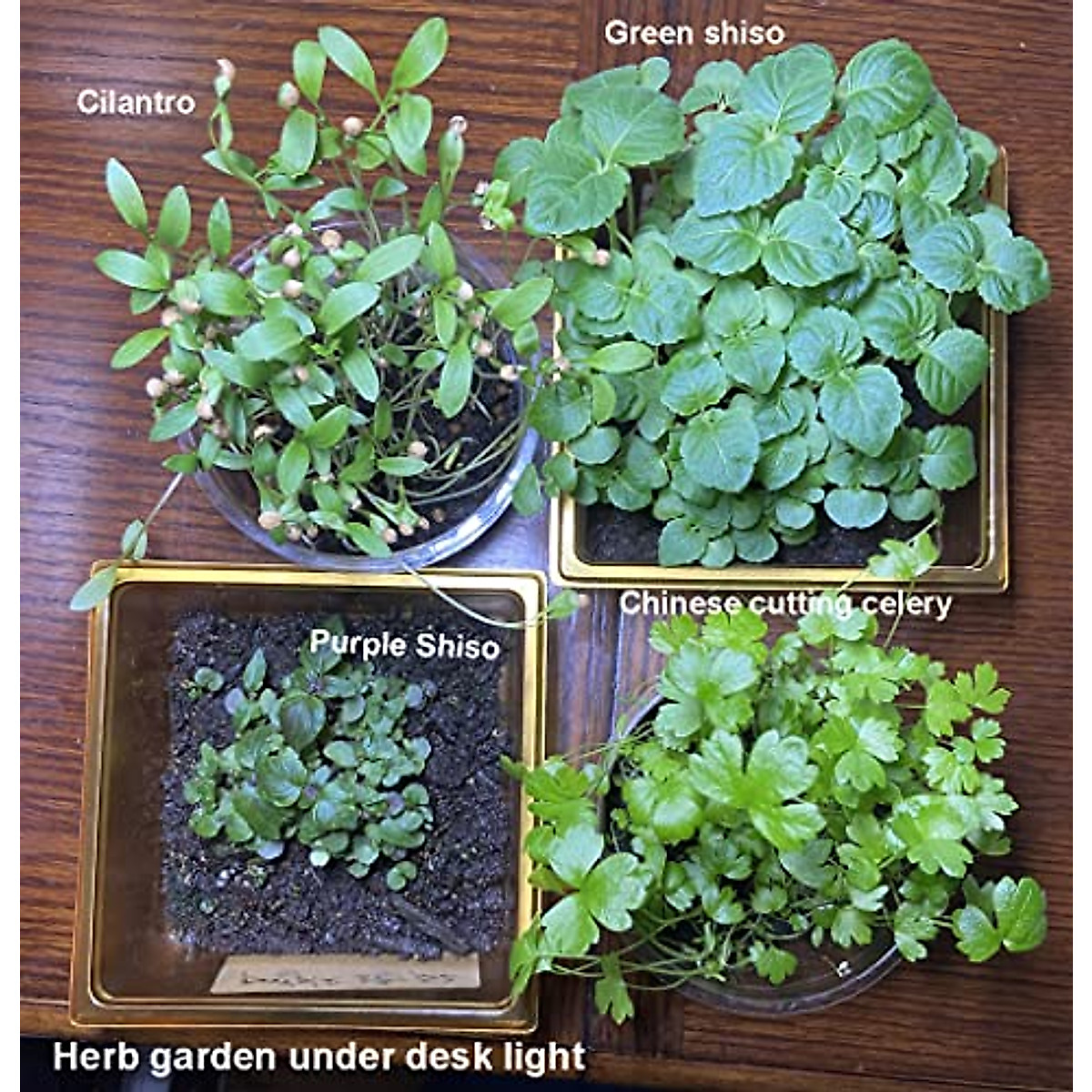 Cilantro Seeds for Planting-Slow Bolt,香菜.Non GMO Seeds for Sprouting,Herb Seeds for Planting Home Garden and Hydroponic Pods(100 Slow Bolt Cilantro Seeds for Planting,1g) USA