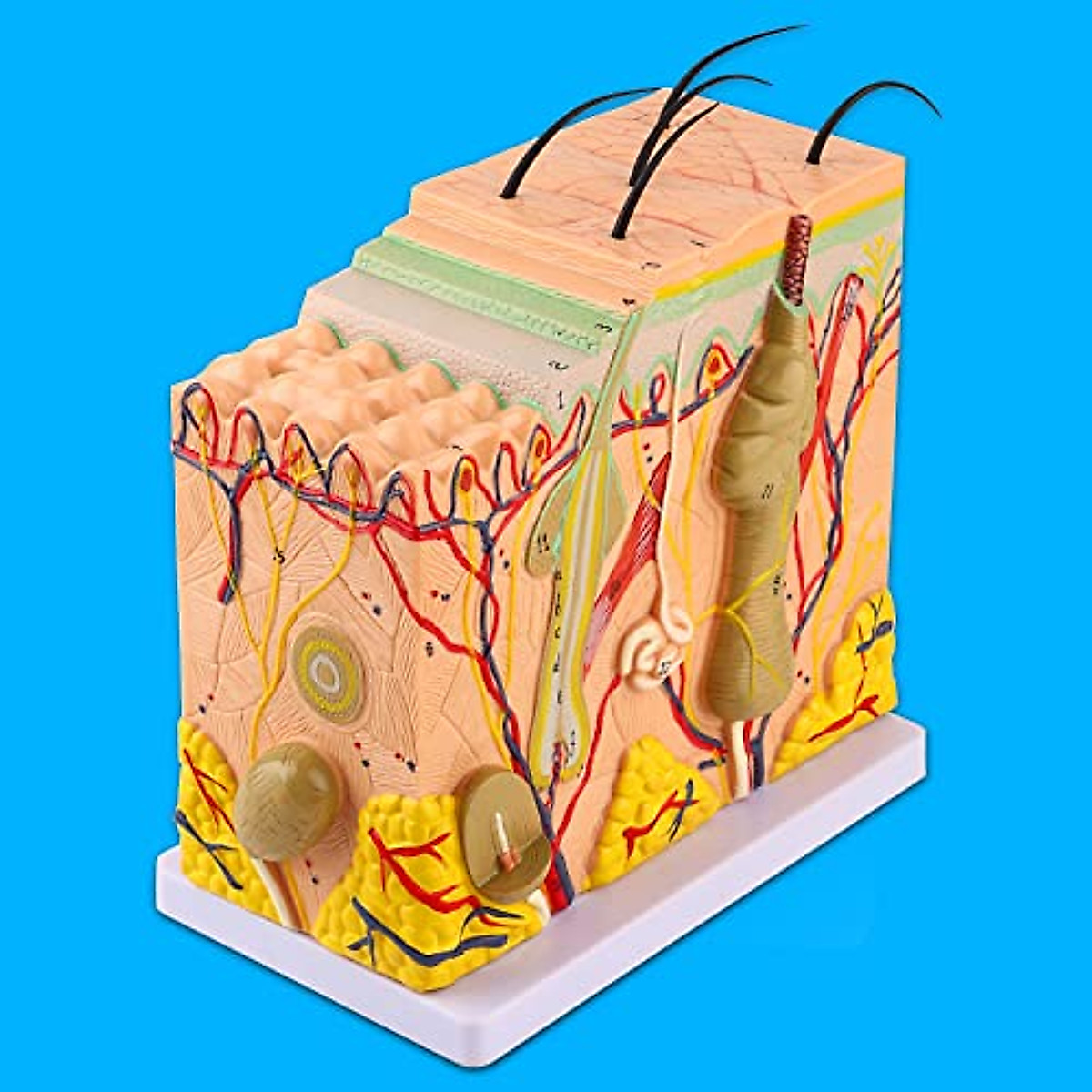 Skin Magnified Model, Simple Design Widely Used Portable Brand New Premium Quality for Home