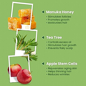 Tea Tree Conditioner - Dry Hair Treatment with Manuka Honey - Scalp and Hair Moisturizer for All - Sulfate Free (16oz)