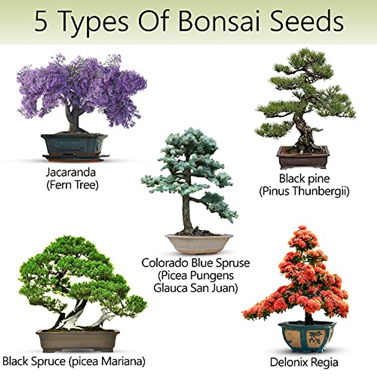 Bonsai Tree Kit – 5X Unique Japanese Bonzai Trees | Complete Indoor Starter Kit for Growing Plants with Bonsai Seeds, Tools & Planters – Gardening Gifts for Women & Men