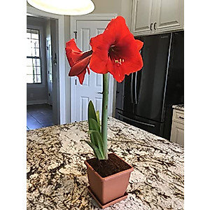 Red Lion Amaryllis Kit - Great Gift - Large Bulb, Pot and Potting Medium
