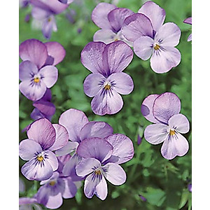 100+ Mixed Viola Pansy Mars Helen Seeds Blue Flower Perennial Garden