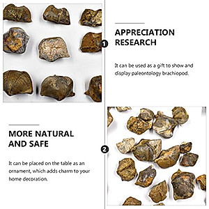 Baluue 2pcs Fossil Model Animal Skeleton Brachiopod Tail Fossil Ornaments for Home Office Decor Craft Classroom Teaching Prop 4X2cm