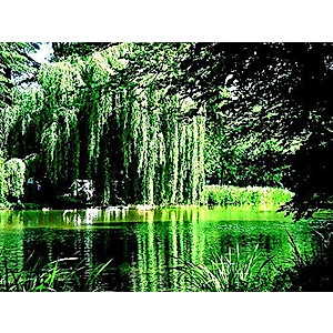 24 Weeping Willow Tree Cuttings - Beautiful Arching Canopy - Grow 24 Golden Weeping Willow Trees - Live Trees