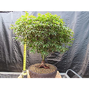 51 Year Old Rhode Island Red Japanese Maple Bonsai Tree