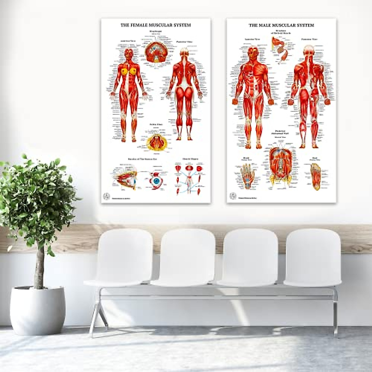 THE ART OF SCIENCE 2-Pack Muscular System Posters - Male and Female Muscle System Models - Human Anatomy Posters, Medical Posters, Human Body Posters - Laminated - 18x30