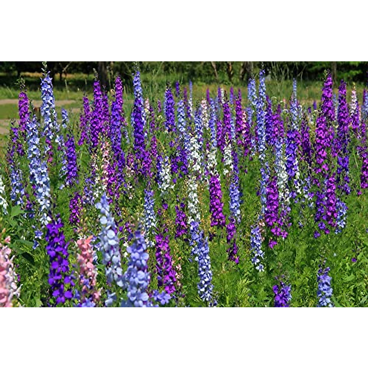 Larkspur Rocket Mix Colors Blend Flower Seeds, 250+ Flower Seeds Per Packet, (Isla's Garden Seeds), Non GMO & Heirloom Seeds, Botanical Name: Delphinium ajacis, Great Home Garden Gift