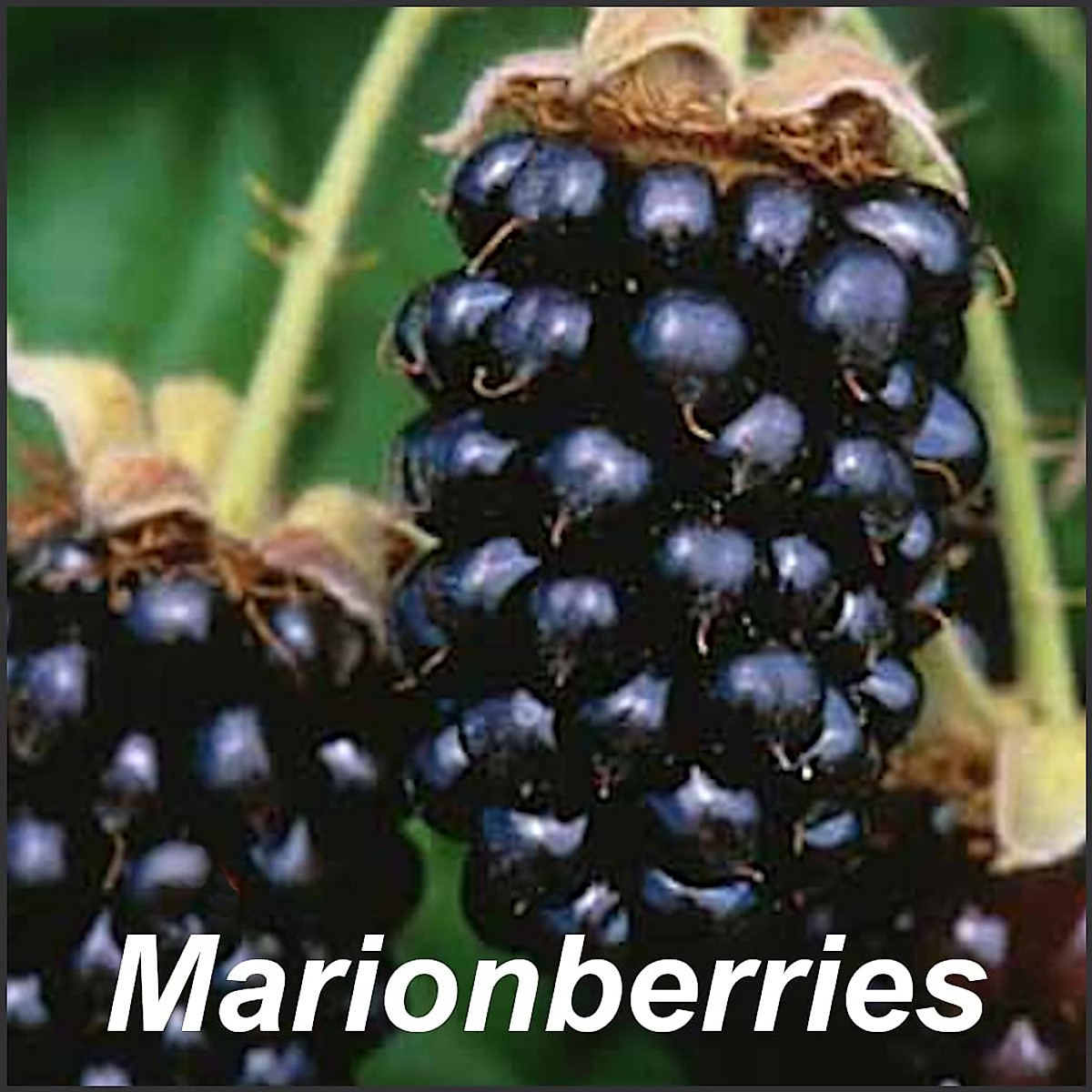 Trilby's NWest Best, Chipotle Marionberry Spicy BBQ Sauce "A Lotta Flavor, Just A Little Bitta Burn", Barbeque Sauces and Marinades, 18 oz (Pack of 2) + Includes-Free Rhino's Ground White Pepper.035oz