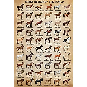 Horse Knowledge Metal Tin Sign Horse Breeds Of The World Retro Poster School Education Country Farm Cafe Living Room Bathroom Kitchen Home Art Wall Decoration Plaque Gift