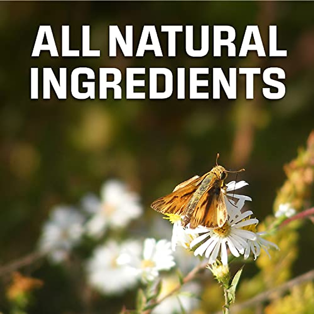 Exterminators Choice 10 Pack Professional Grade Pantry and Moth Traps with Pheromone Attractant | Effective Non-Toxic Safe