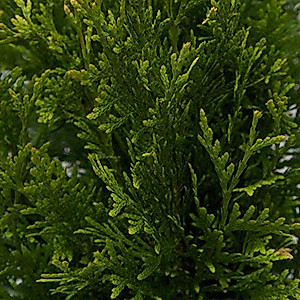 Thuja Plicata 'Green Giant' Arborvitae - 12 Live Quart Size Plants - Live Evergreen Privacy Tree
