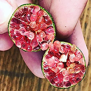 QAUZUY GARDEN 20 Seeds New Mixed Finger Lime Seeds Green Red Pink Non-GMO Caviar Lime Fruit Seeds- Delicious Nutritious Fruit - Easy to Grow & Harvest