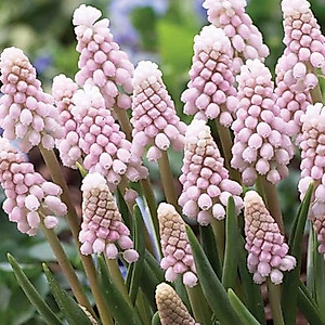 Giant Complete Spring Flower Garden | Bloom All Spring and Summer, Easy to Grow Flower Bulb, Indoor/Outdoor (50 Bulbs)