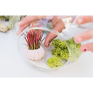Air Plant Shop 3 Pack Pink Urchins with Assorted Air Plants- Wholesale and Bulk - Succulents - Live Tillandsia - Easy Care Indoor and Outdoor House Plants