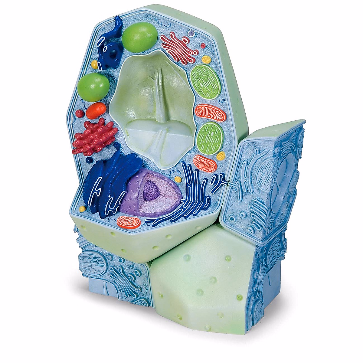 3B Scientific R05 Plant Cell Model, Magnified 500000 - 1000,000 Times, 7.9" x 4.5" x 13"