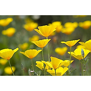Golden Yellow California Poppy Flower Seeds for Planting, 2000+ Seeds Per Packet, (Isla's Garden Seeds), Non GMO & Heirloom, Scientific Name: Eschscholzia californica, Great Home Flower Garden Gift