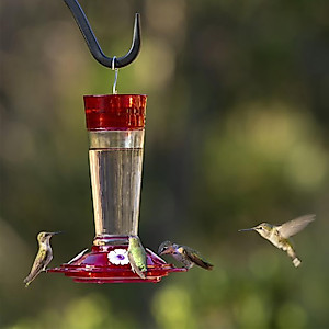 More Birds Bird Health+ Ruby Hummingbird Feeder, Glass Hummingbird Feeders for Outdoors, 4 Feeding Stations, 10 Ounces