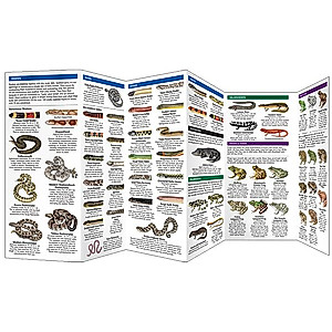 Texas Reptiles & Amphibians: A Folding Pocket Guide to Familiar Species (Nature Observation North America)