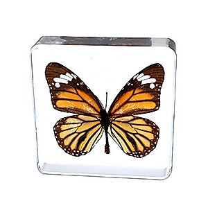 Cherish XT Real Insect Butterfly Specimen Paperweight Animal Taxidermy Collection Display Sciecne Classroom Specimen for Science Education (Butterfly 4)