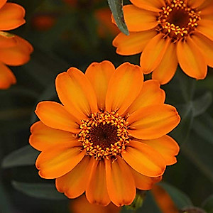 Outsidepride Zinnia Star Orange Heat & Drought Tolerant Garden Cut Flowers - 250 Seeds