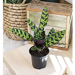 Calathea Prayer Plants Live House Plants Kit (4 PK), Calathea Plant Live Indoor Plants Live Houseplants, Live House Plants Indoors Live Plants Indoor, Live Indoor House Plants Live by Plants for Pets