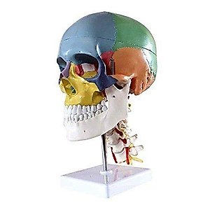Global-Dental Human Skull Anatomical Teaching Model with 7 Cervical Vertebrae Nerve and Artery with Stand