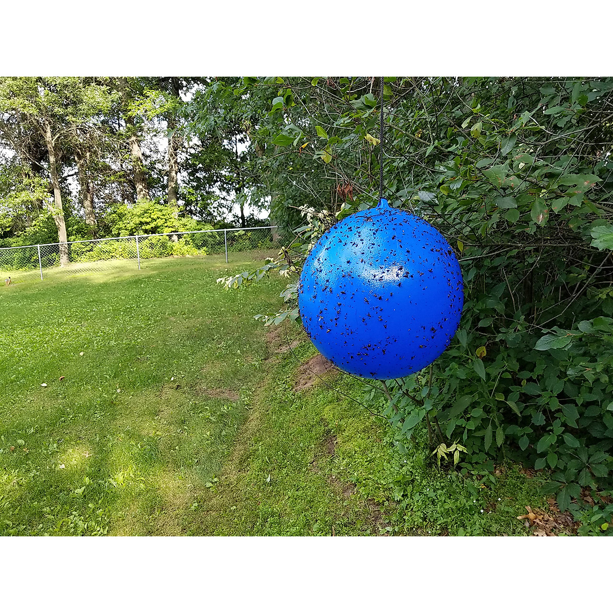 Deer Fly Ball 2 Pack Deluxe kit - Odorless Eco-Friendly Biting Fly and Insect Killer with NO Pesticides or Electricity Needed, Kid and Pet Safe