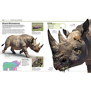 Animal! (DK Knowledge Encyclopedias)