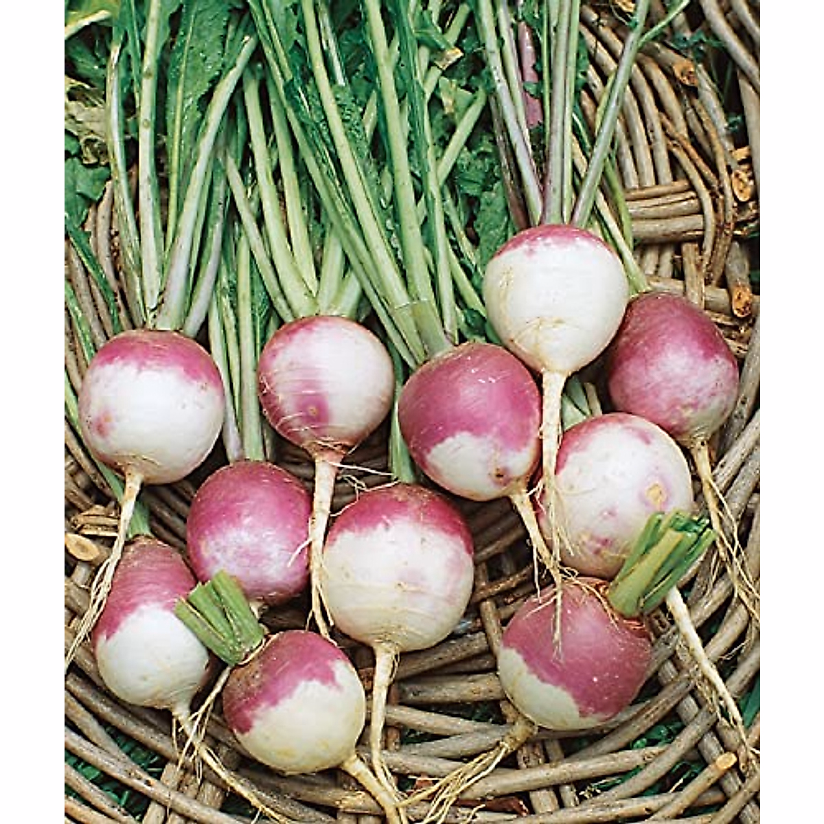 Burpee Purple Top White Globe Turnip Seeds 5000 seeds