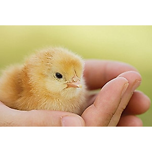 Manna Pro MicrocynAH Poultry Wound & Skin Care Liquid, 8 oz