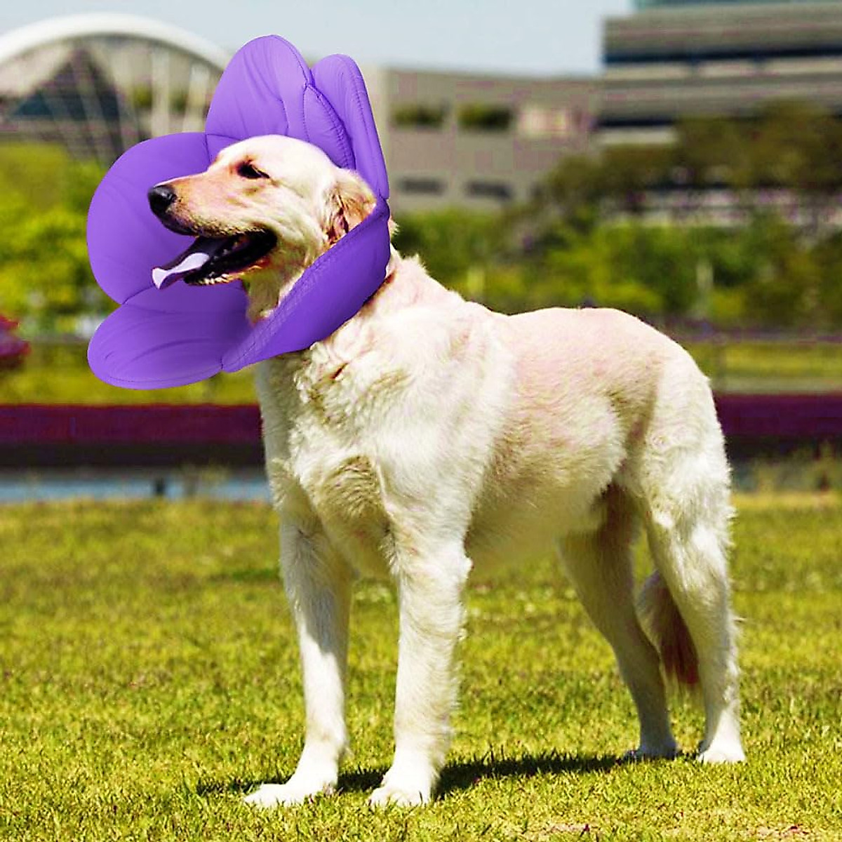 POPETPOP Small Dog Recovery Collar - Cute Cat Flower Neck Cone After Surgery, Adjustable Pet Collar, Surgery Recovery Elizabethan Collars for Small Pets (Purple, M)