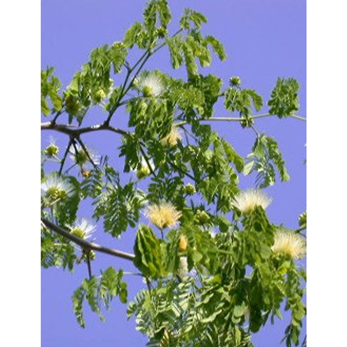 Bonsai Boy's Flowering Brazilian Raintree Bonsai Tree pithecellobium tortum