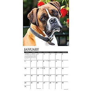 Just Boxers 2021 Wall Calendar (Dog Breed Calendar)